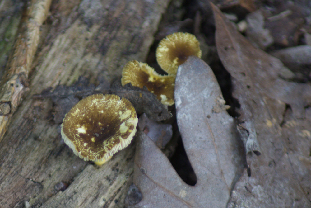 Crinipellis from Lyons Woods FP, Lake County, IL, USA on July 21, 2020 ...