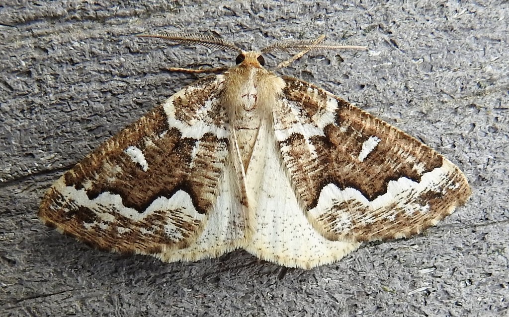 Gray Spruce Looper Moth (Seney and the Surrounding Areas Pollinators ...