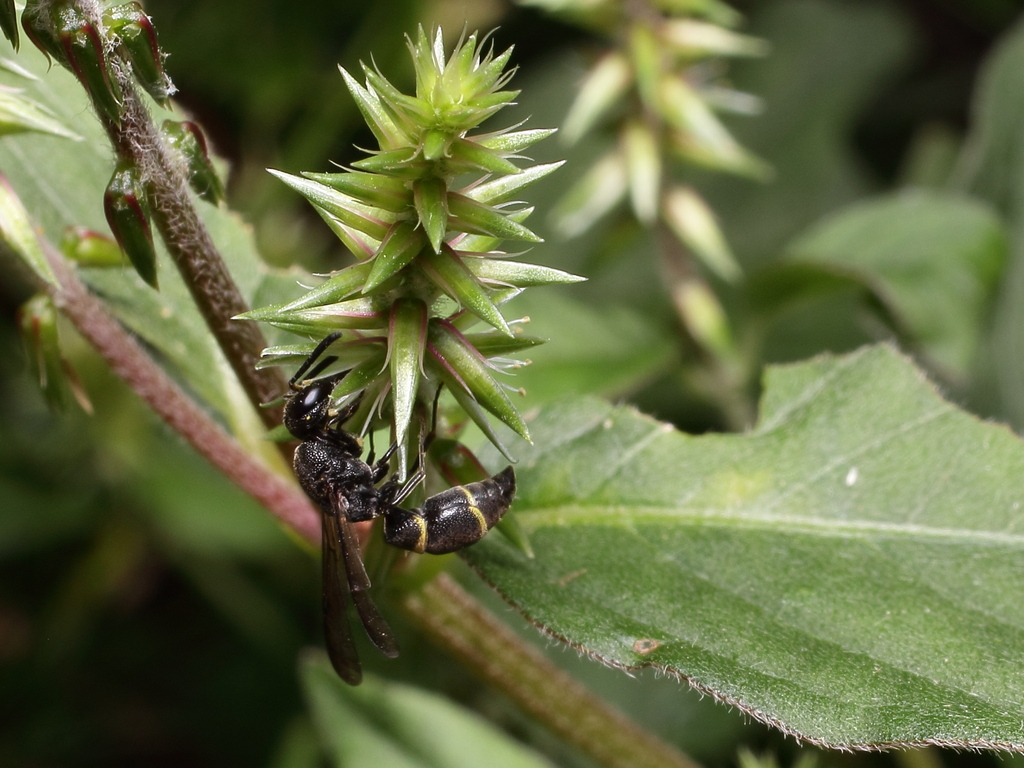 Stenodynerus (SBBG Lompoc SWP Floral Visitor Guide ) · iNaturalist