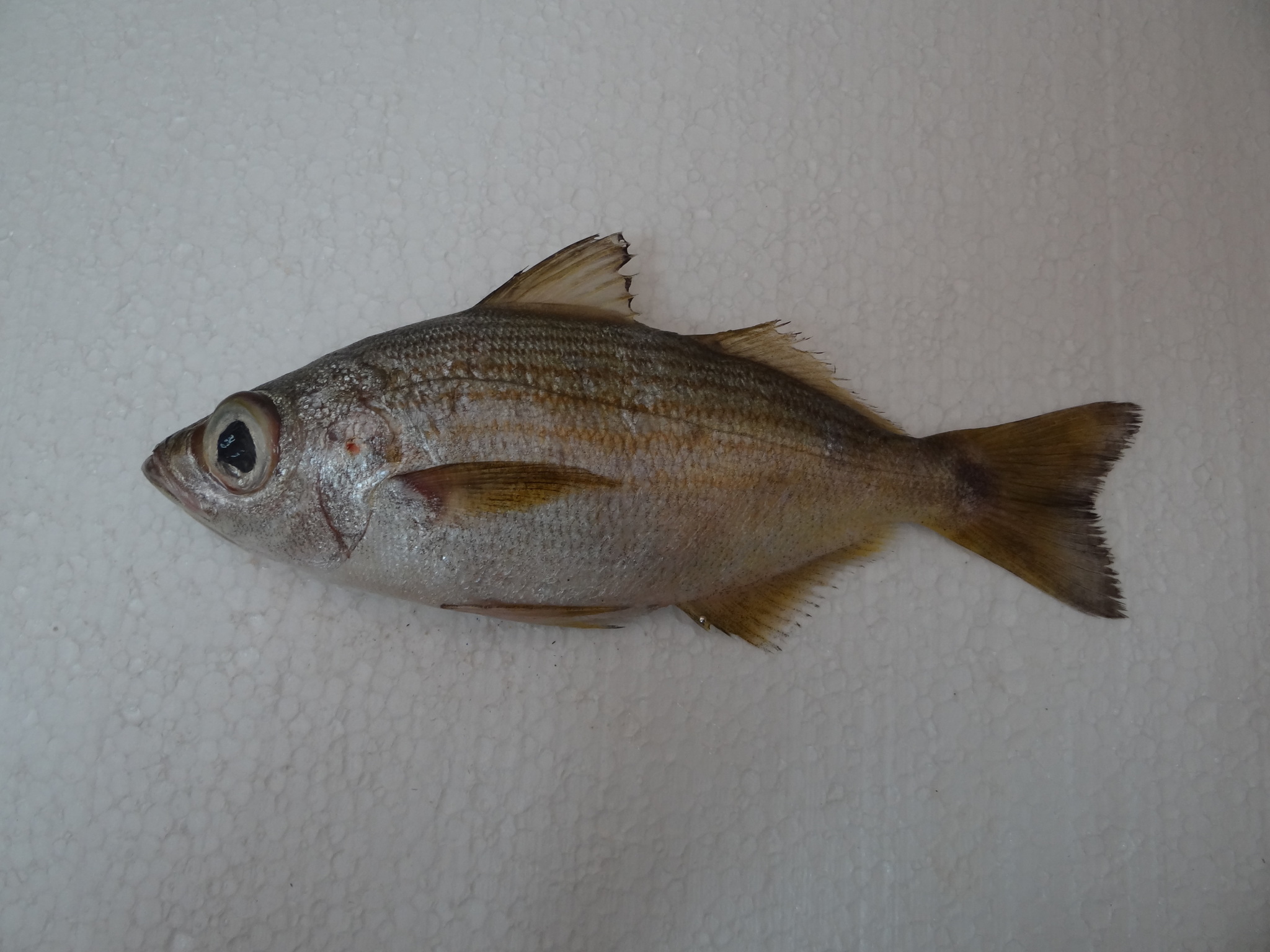 Xenichthys xanti Gill, 1863