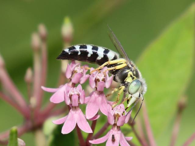Eastern Sand Wasp from Oakland Lake Wildflower Meadow, Bayside, Queens ...