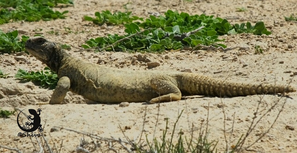 Egyptian Mastigure in July 2017 by Shiva · iNaturalist
