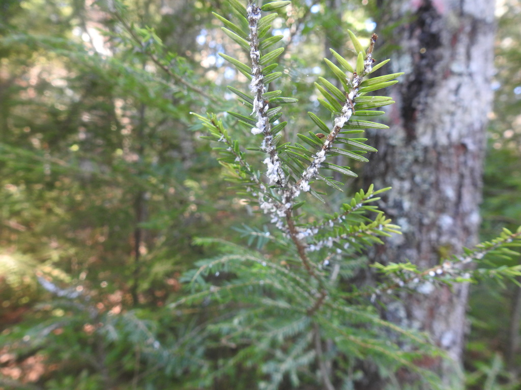 Hemlock Woolly Adelgid from Lake Deception Shelburne Co. NS, Canada on ...