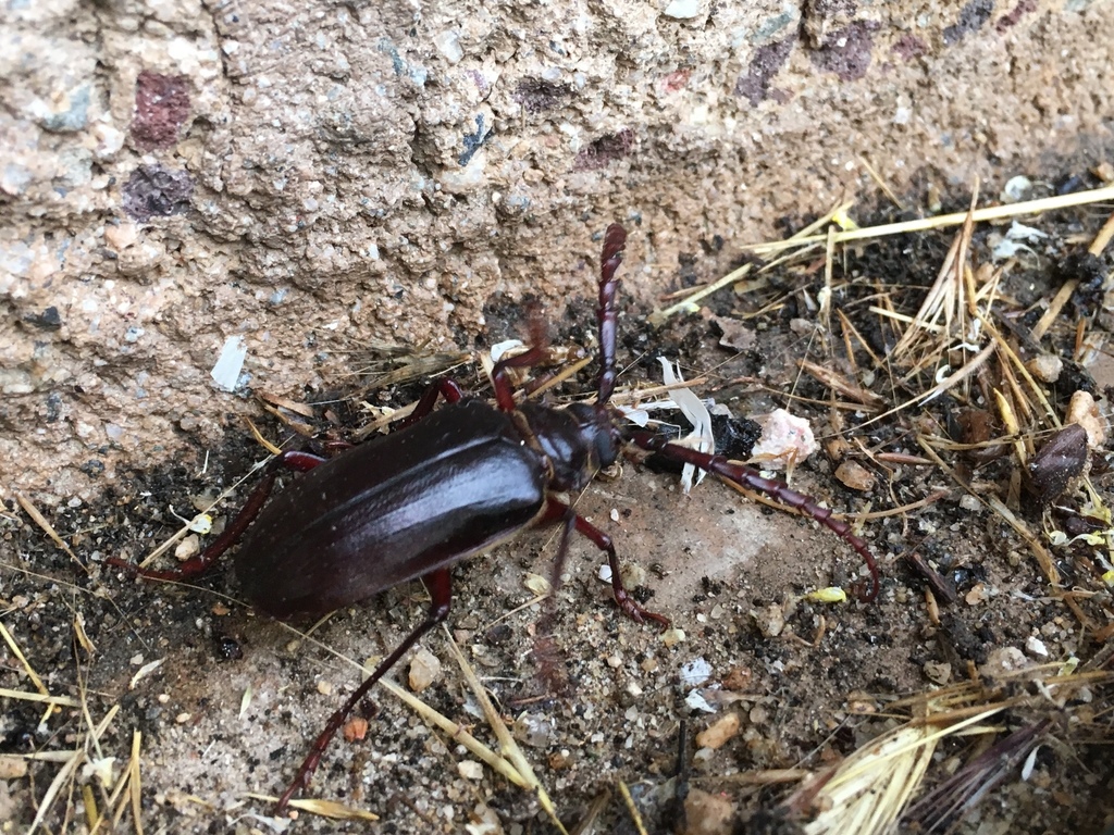 LeConte's Prionus from Santa Monica Mountains National Recreation Area ...