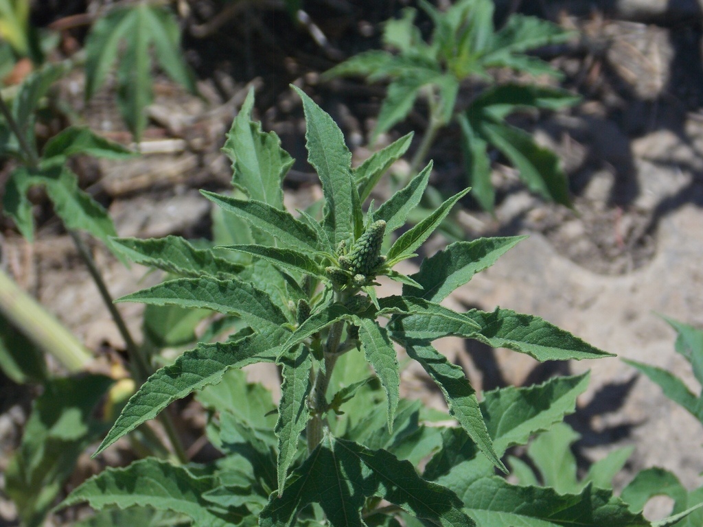 Texas Giant Ragweed (Ambrosia trifida texana) - Botanical Realm