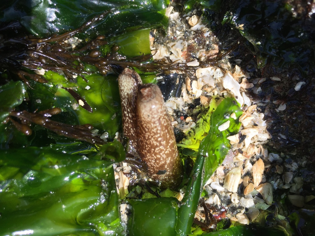 Butter Clam from Elliott Bay, Seattle, WA, US on August 19, 2020 at 11: ...