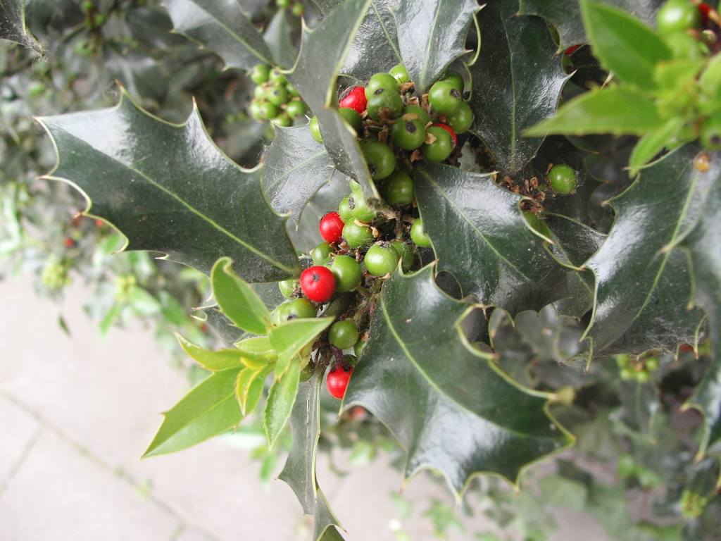 European holly from Innenstadt, Cologne, Germany on June 15, 2005 at 06 ...