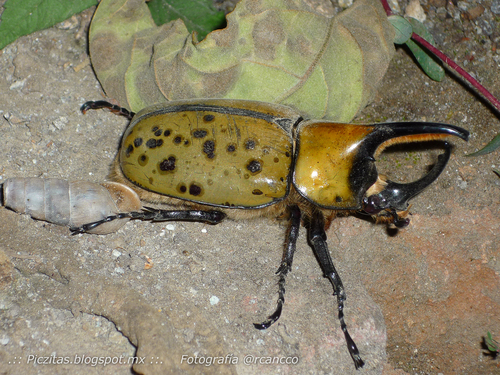 Dynastes maya · iNaturalist