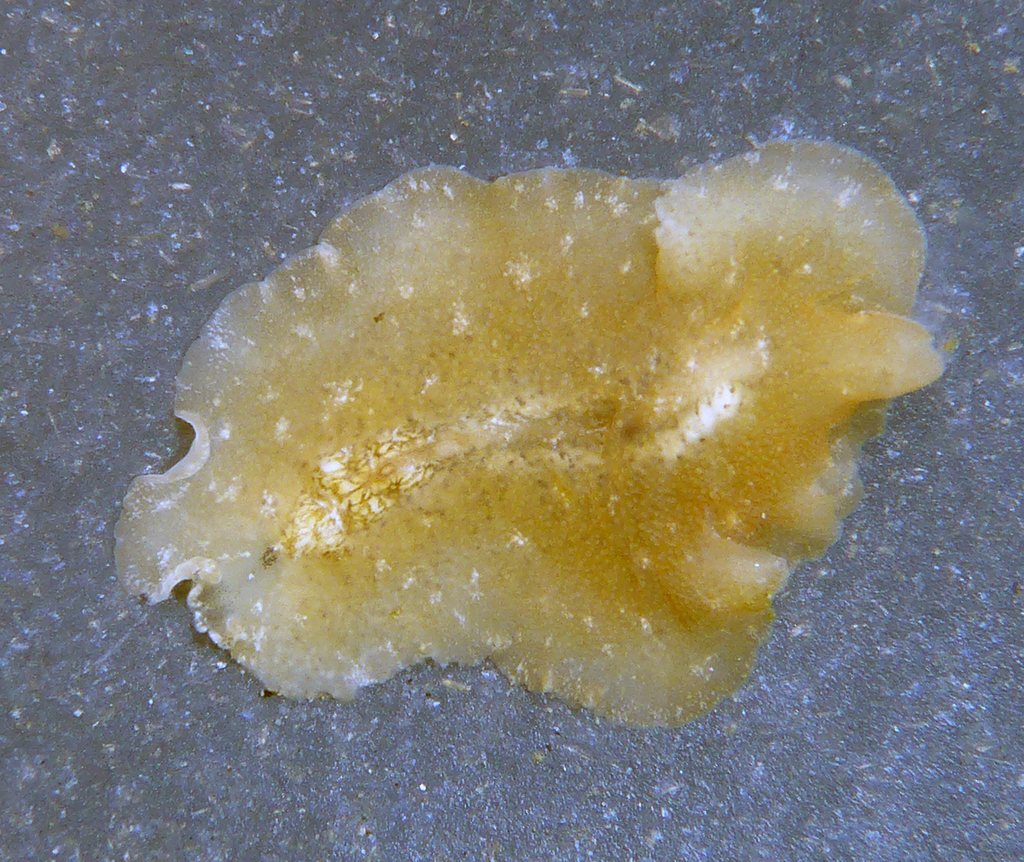 Rhabditophora from Monterey, CA, USA on August 26, 2020 at 09:20 AM by ...