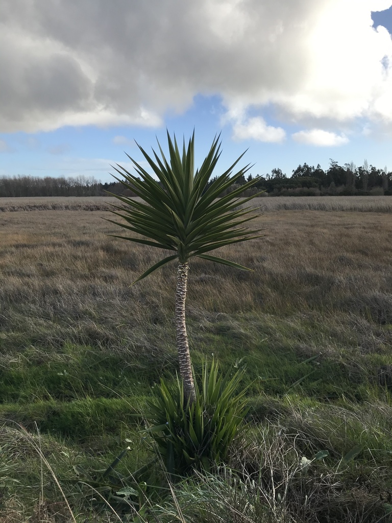 Yuccas in August 2020 by Erasmo Macaya · iNaturalist