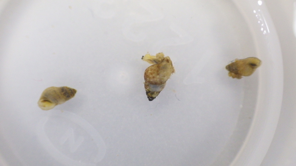 Henscomb Hydrobe from Bucks County, PA, USA on August 22, 2020 at 12:26 ...