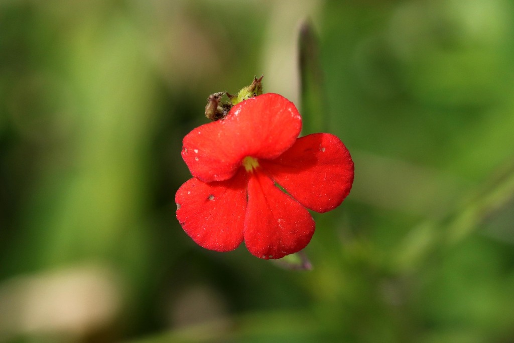 Witchweed (Striga asiatica) - Botanical Realm
