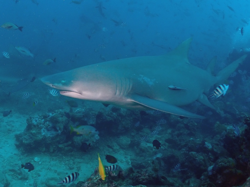Sicklefin Lemon Shark (Negaprion acutidens) - Marine Life Identification