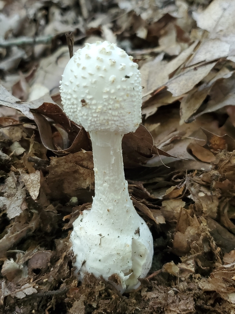 American Abrupt-Bulbed Lepidella from Waveland, IN 47989, USA on August ...