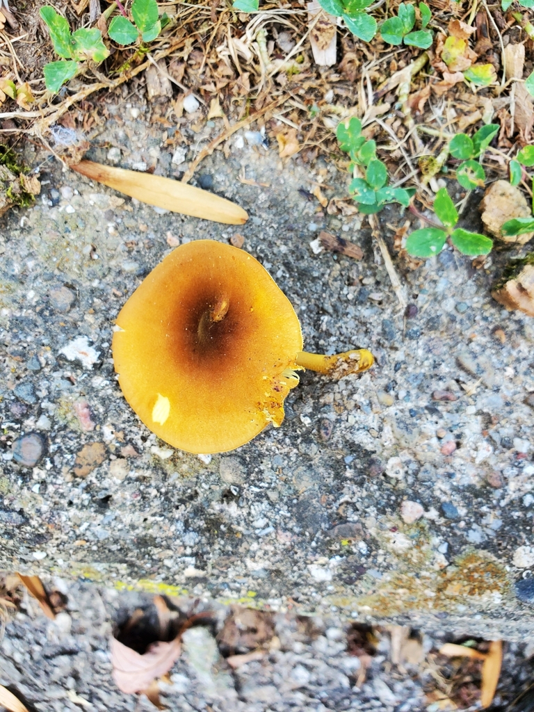 Heimiomyces tenuipes from Howard Township, IN, USA on August 23, 2020 ...