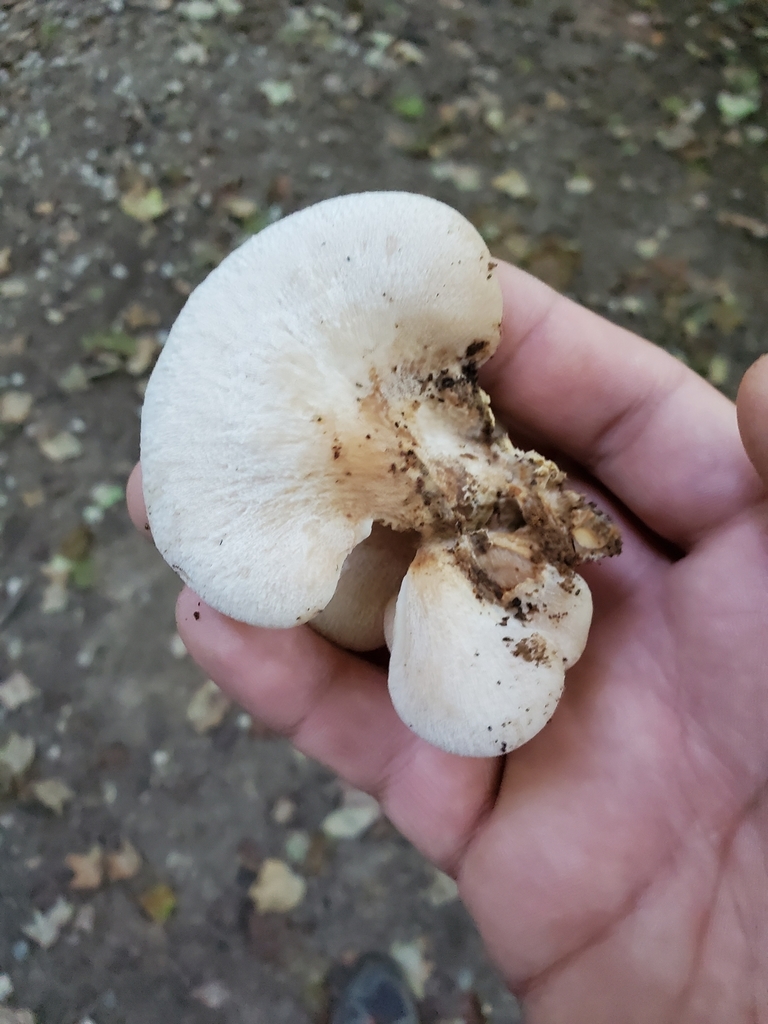 bear lentinus from Howard Township, IN, USA on August 23, 2020 at 09:09 ...
