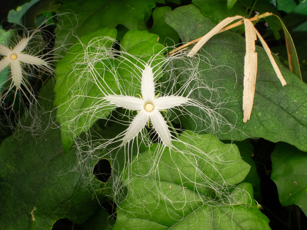 Japanese snake gourd from 日本、熊本県熊本市中央区 on August 27, 2020 at 08:25 PM ...