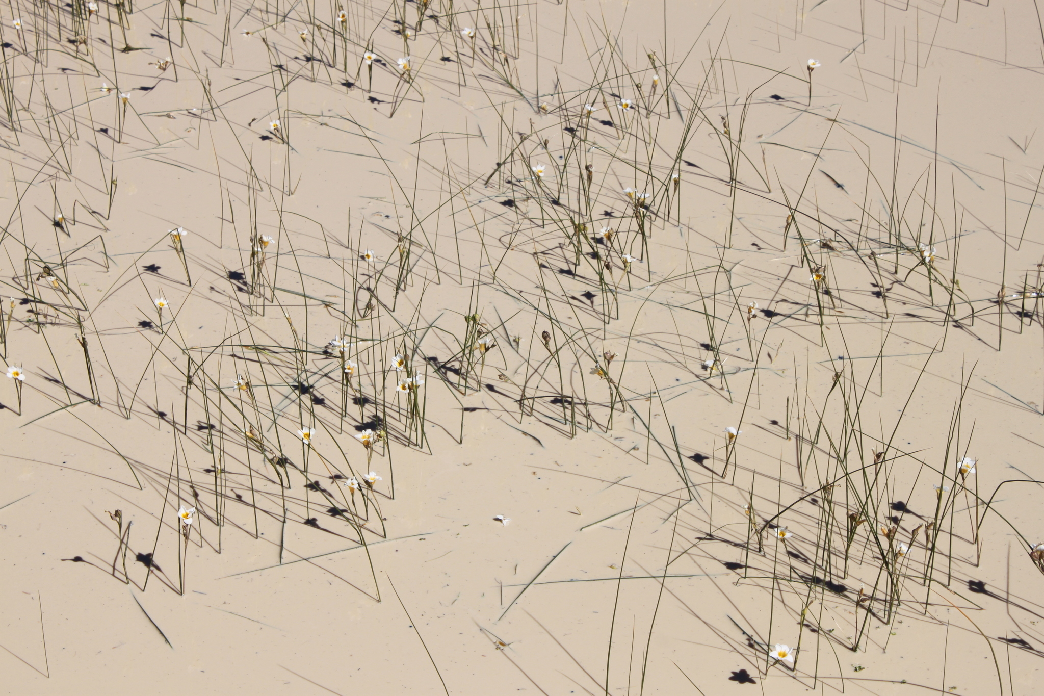 Romulea aquatica G.J.Lewis