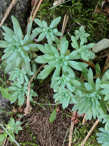 Photo 9224163, (c) Almantas Kulbis, some rights reserved (CC BY-NC ...