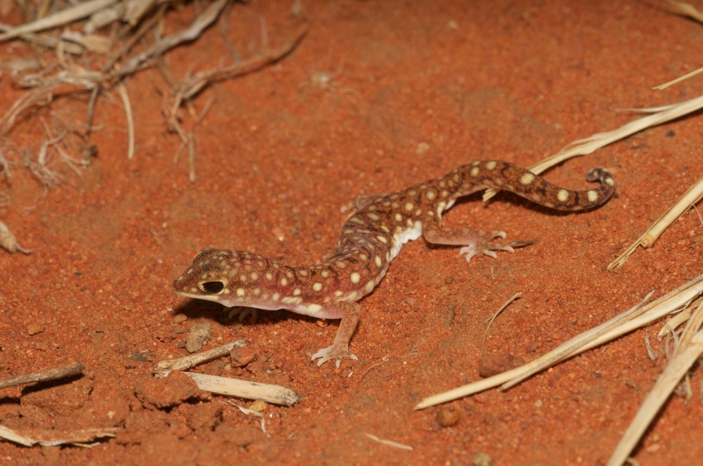 Western Beaked Gecko from East Pilbara, AU-WA, AU on September 16, 2015 ...