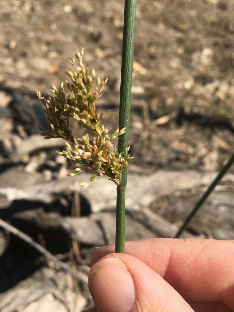 Juncus polyanthemus from Red Hill Road, Bororen, QLD, AU on August 26 ...