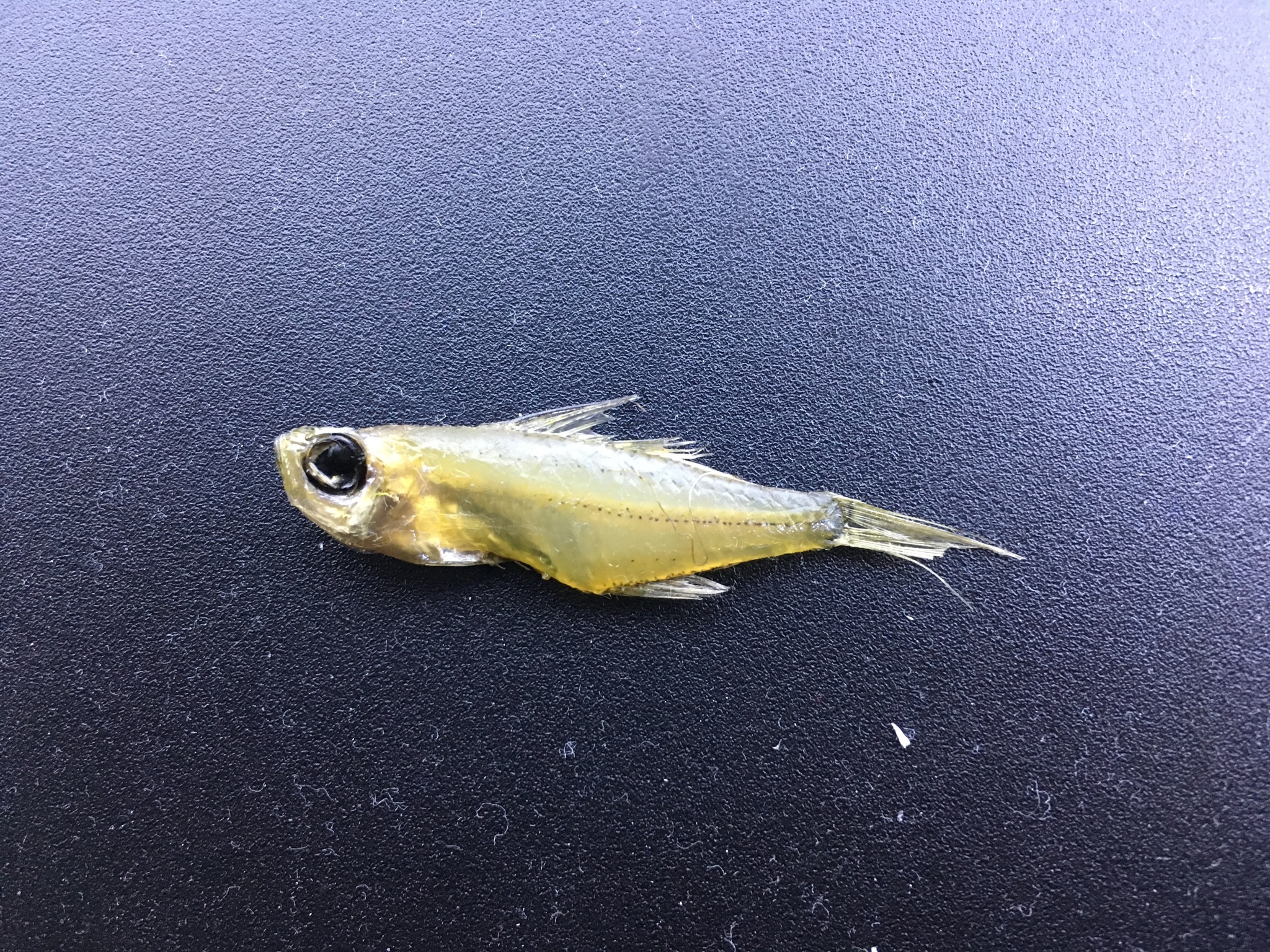 Ambassis jacksoniensis (Macleay, 1881)