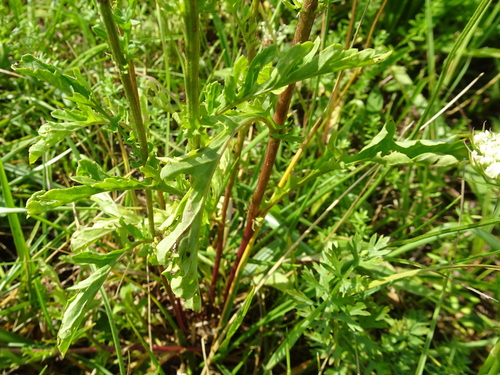 Tansy Ragwort (Noxious Weeds of Colorado) · iNaturalist