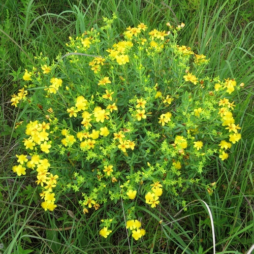 Kalm's St. John's-Wort (Hypericum kalmianum) · iNaturalist