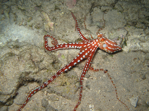 Atlantic White-spotted Octopus (Marine Life of the Mediterranean ...