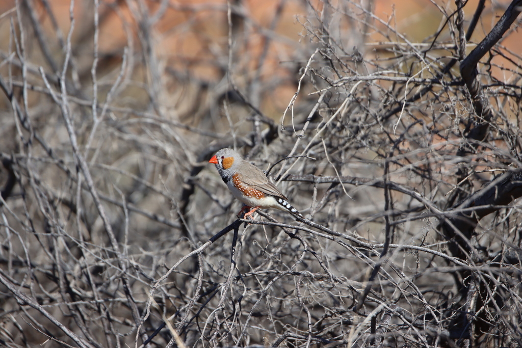 Australian Zebra Finch from Tibooburra NSW 2880, Australia on August 23 ...