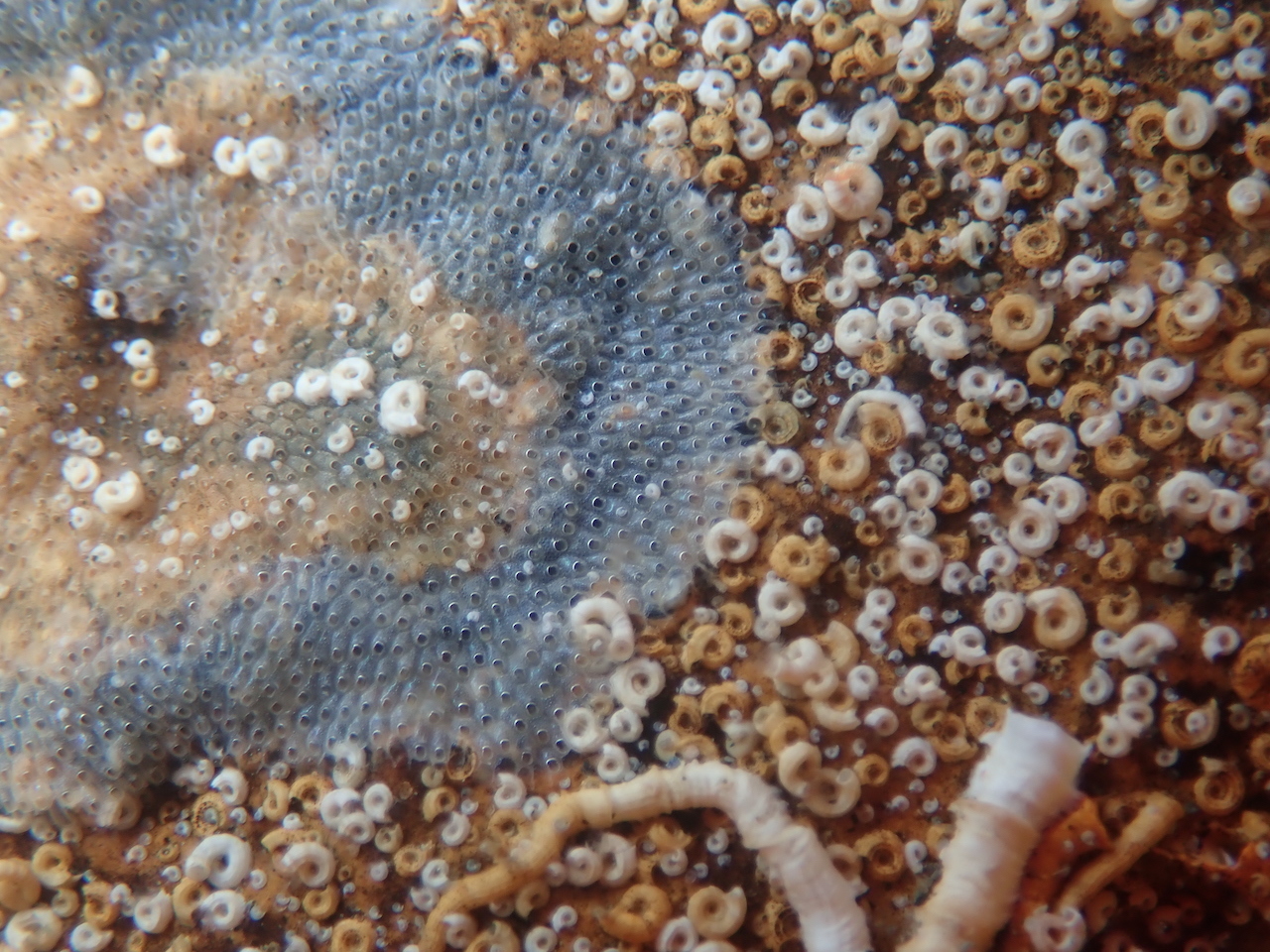 Janua heterostropha (Montagu, 1803)