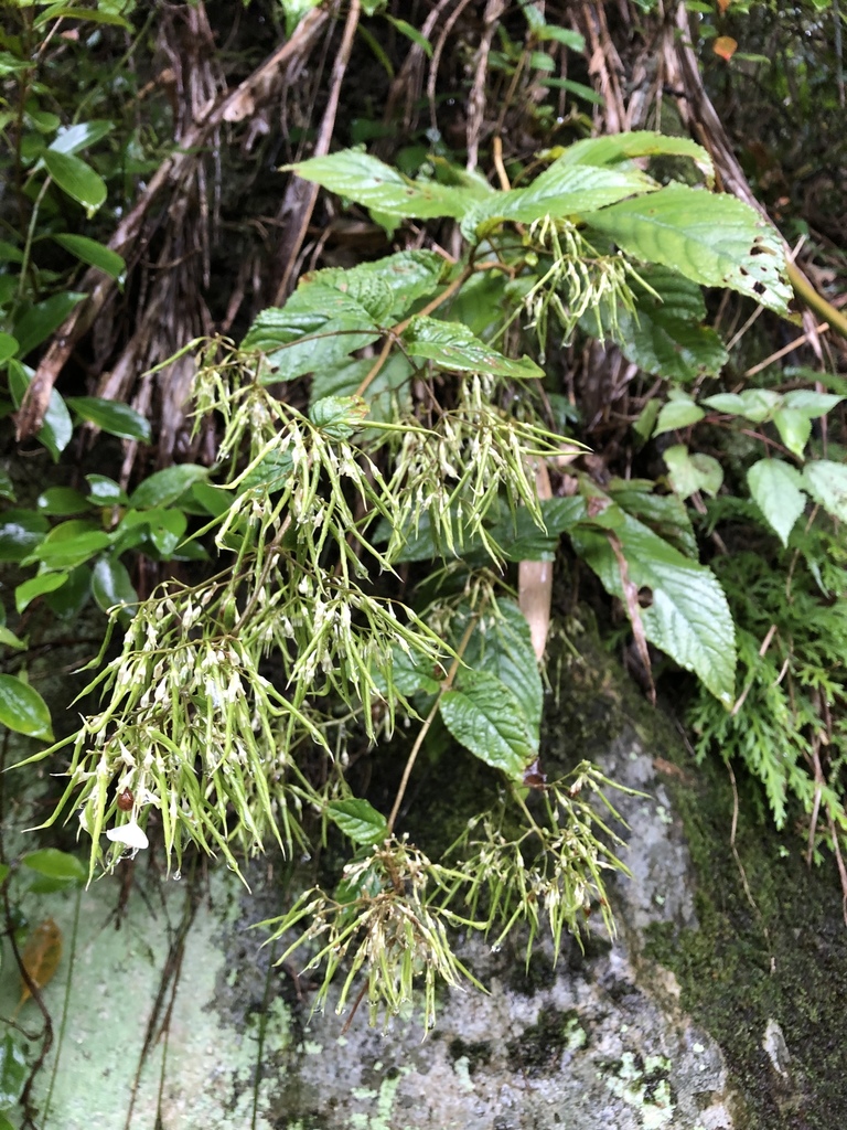 (Paraboea swinhoei) - Botanical Realm