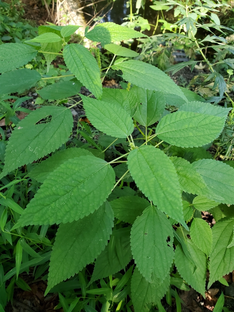 false nettle from Monroeville, NJ 08343, USA on August 28, 2020 at 09: ...