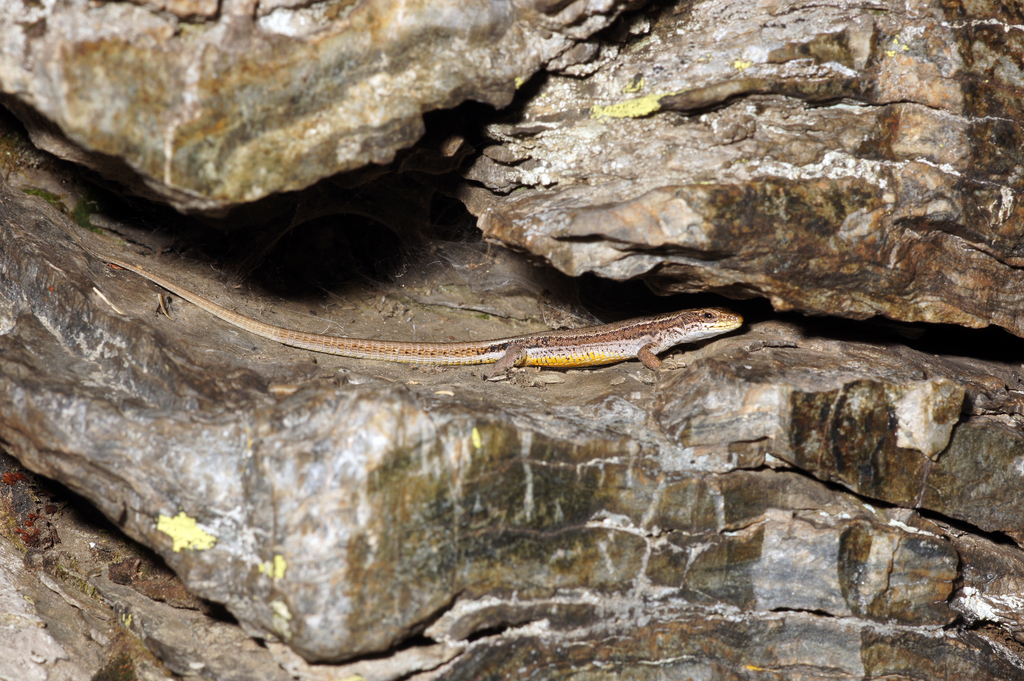 Aurelio's Rock Lizard in August 2017 by Beat Akeret · iNaturalist