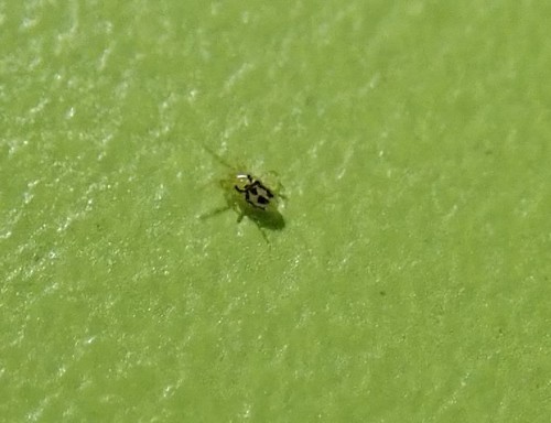 Tropical Fowl Mite (Ornithonyssus bursa) · iNaturalist
