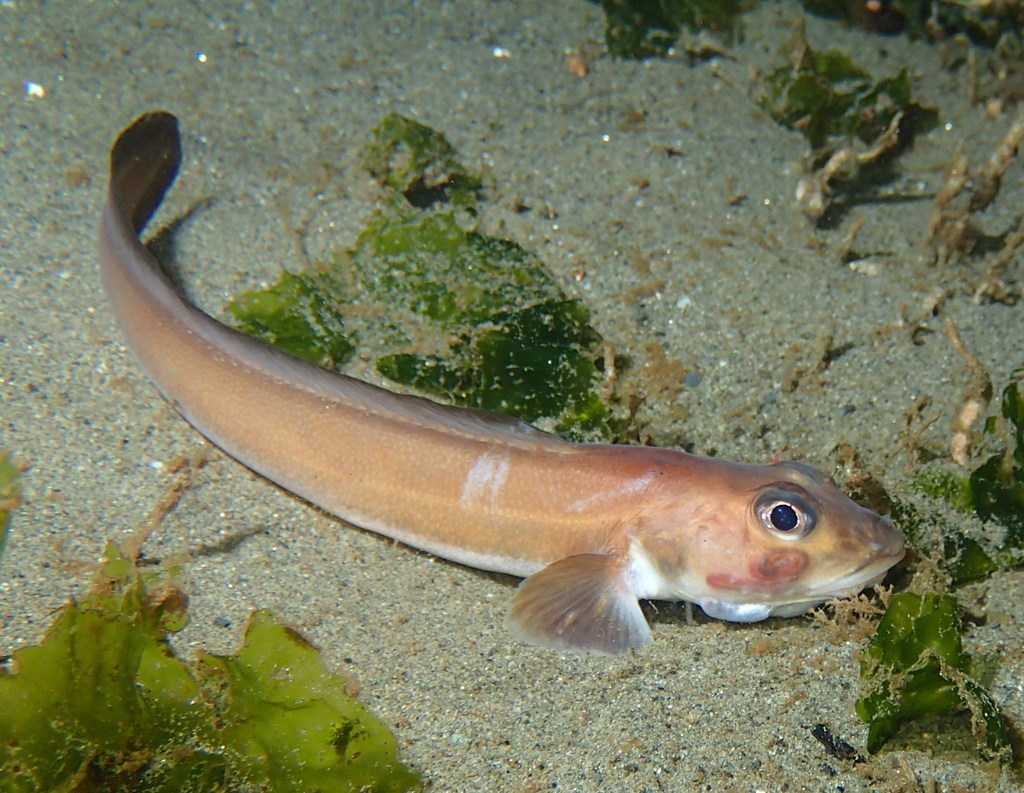 Eelpouts (Zoarcidae) - Marine Life Identification