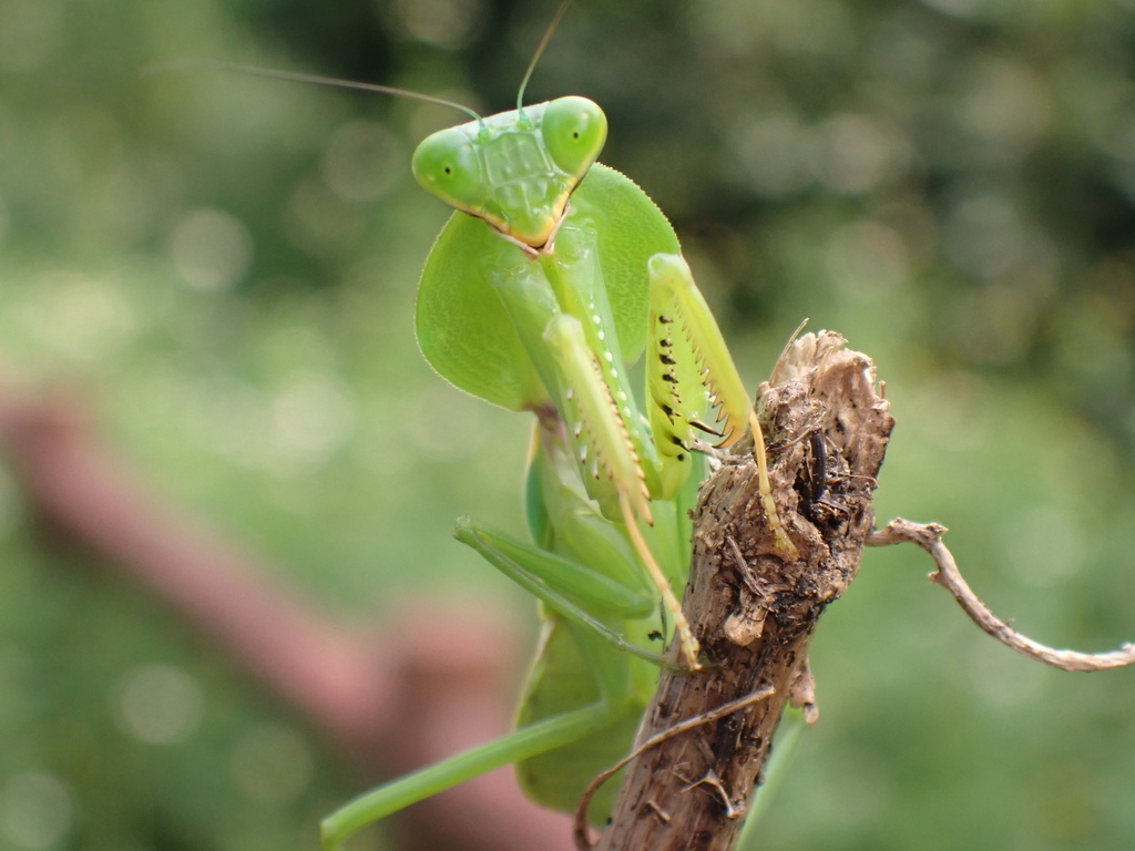 Rhombodera valida from Tai Tam Country Park, Tai Tam, HK on August 28 ...