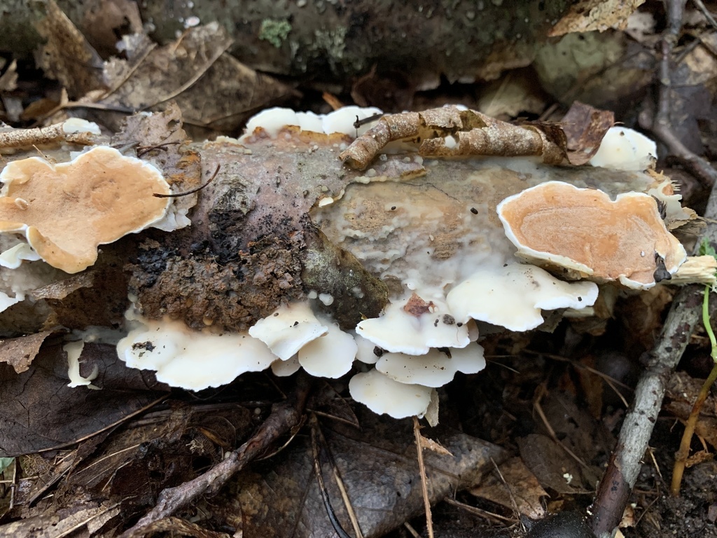 bicoloured bracket from Selkirk Shores State Park, Pulaski, NY, US on ...