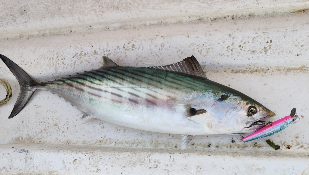 Atlantic Bonito (A Guide To North Carolina's Marine Life.) · iNaturalist