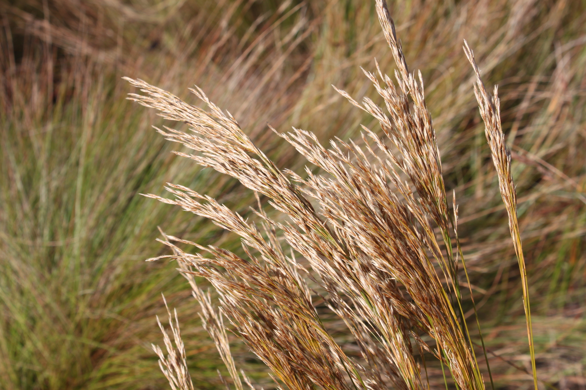 Restio festuciformis Nees ex Mast.