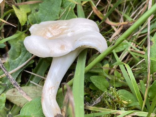 Pale Waxcap (Cuphophyllus berkeleyi) · iNaturalist