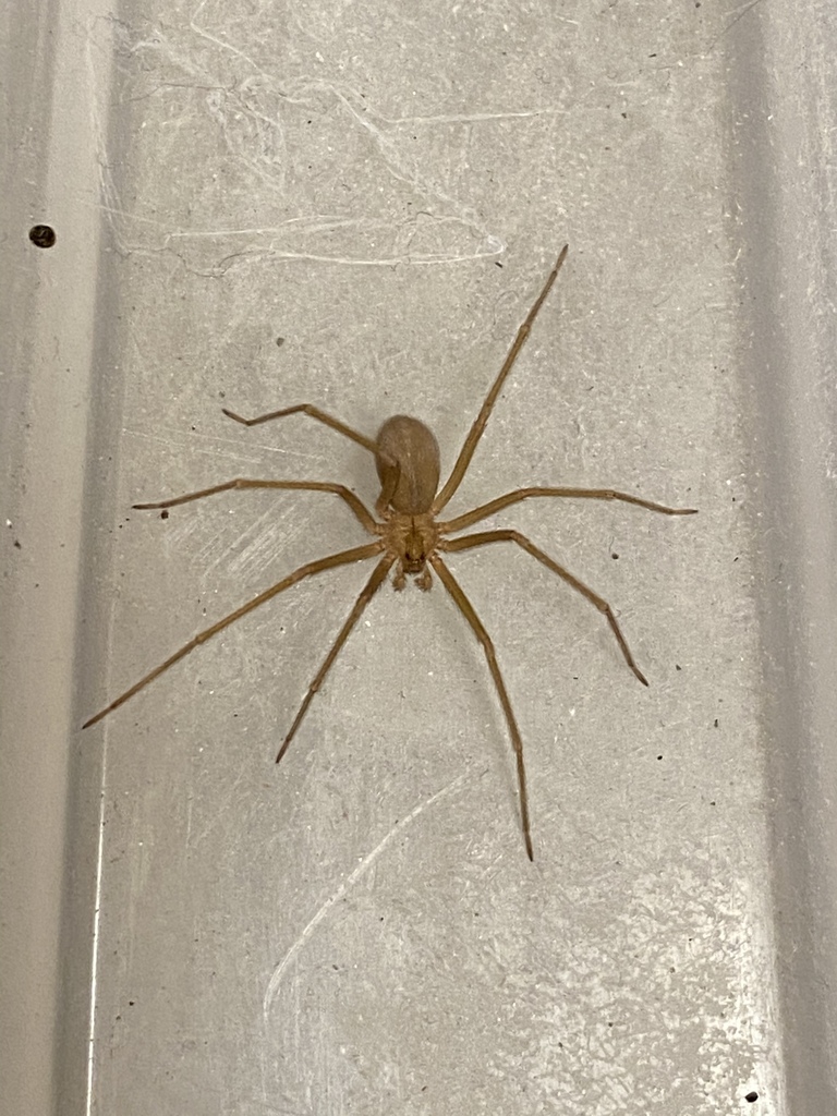 Desert Recluse from Las Vegas, NV, US on August 28, 2020 at 11:07 AM by ...