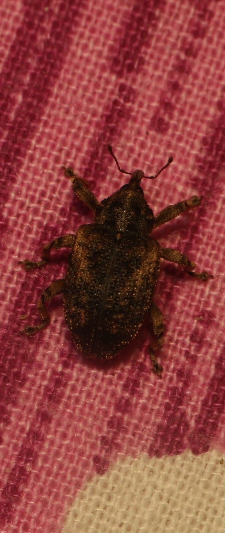 Sternochetus mangiferae (J.C.Fabricius, 1775)