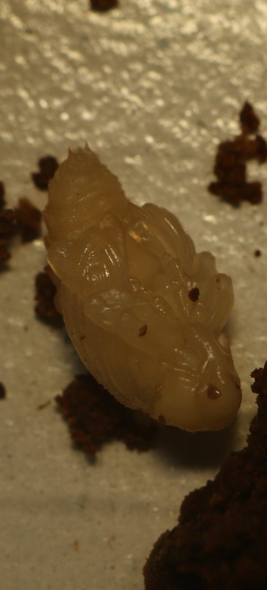 Sternochetus mangiferae (J.C.Fabricius, 1775)