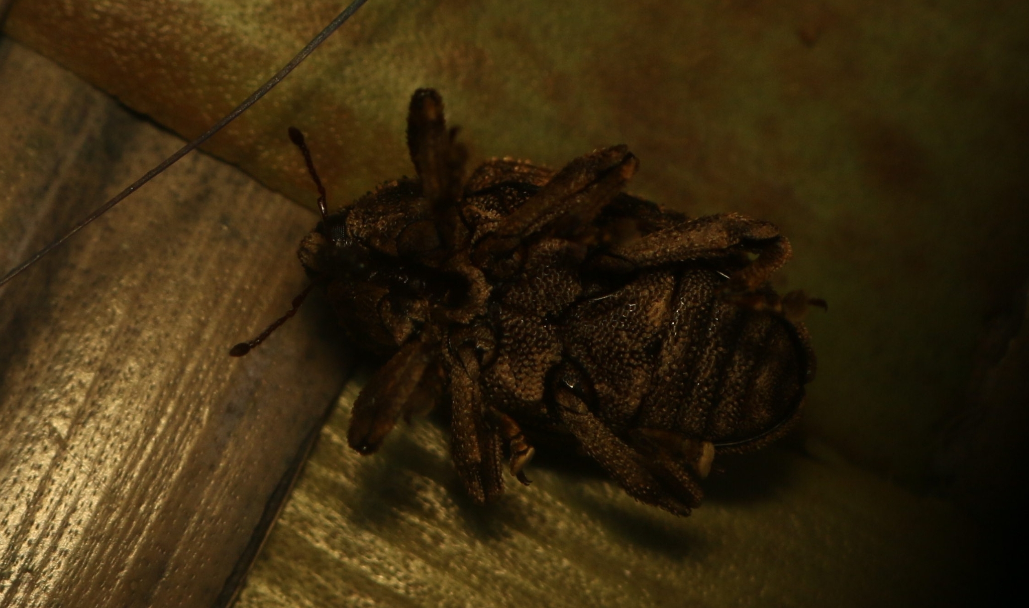 Sternochetus mangiferae (J.C.Fabricius, 1775)