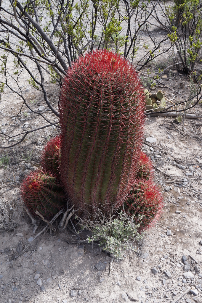 Ferocactus pilosus in July 2017 by Jovanna Ortiz Llanas · iNaturalist