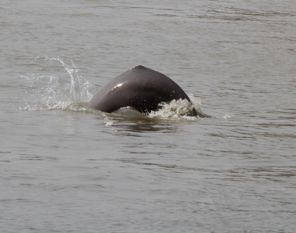 South Asian River Dolphins (Platanistidae) - Marine Life Identification
