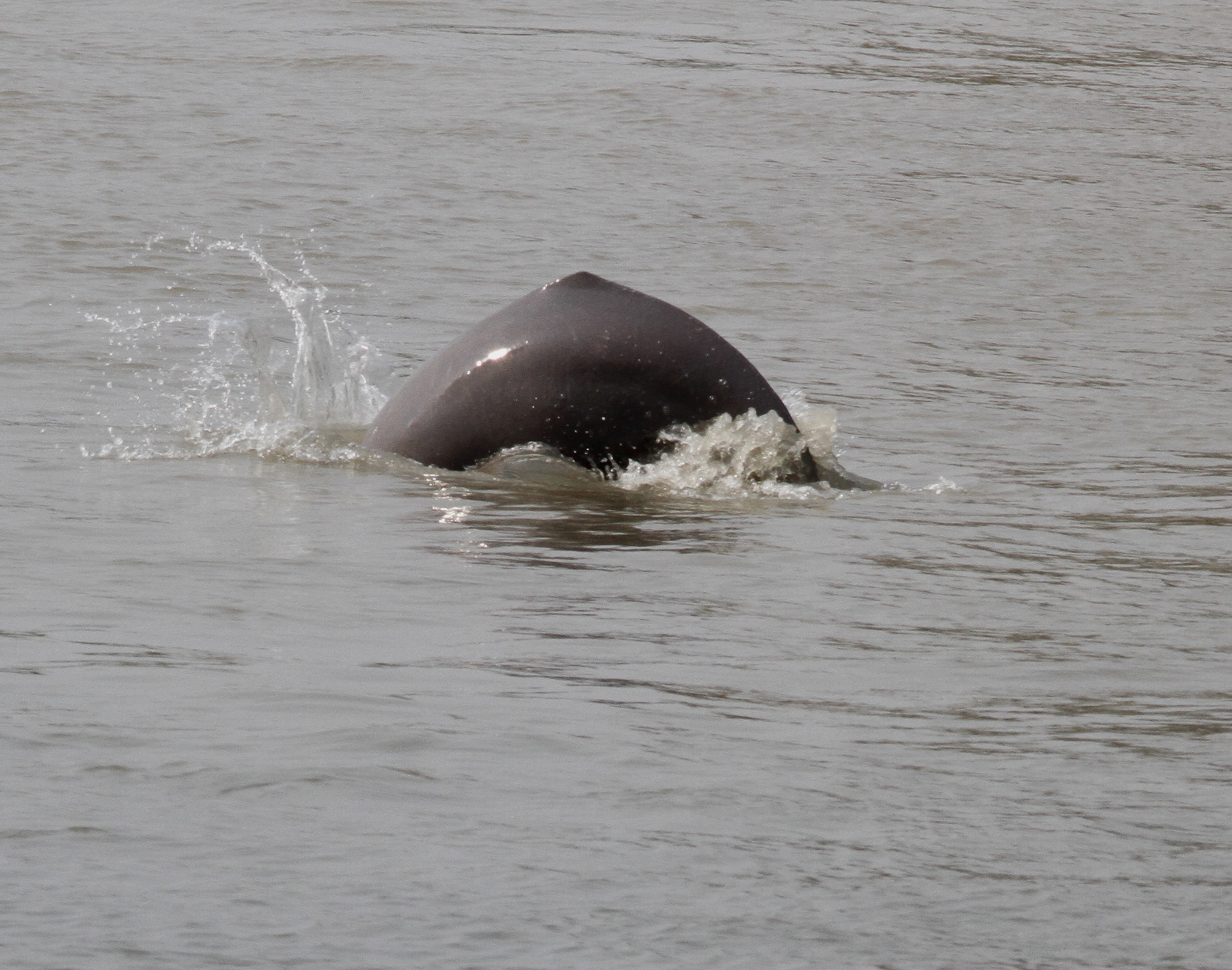 South Asian River Dolphin
