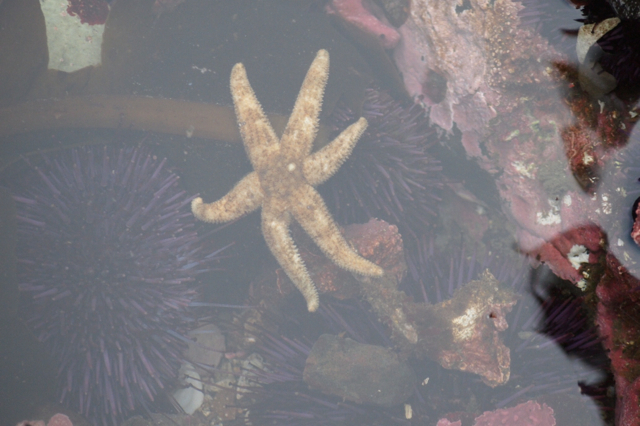 Six-rayed Star from Salt Creek, WA on June 12, 2014 by Wendy Feltham ...