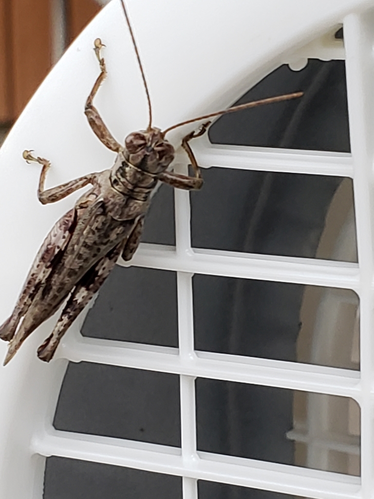 Pine tree Spur-throat Grasshopper in August 2020 by jpriley · iNaturalist